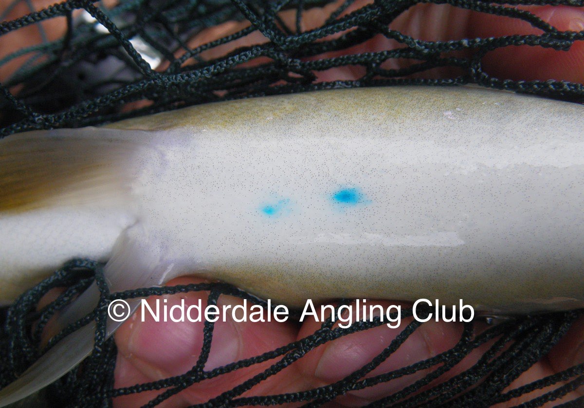 Fishing on the River Nidd, Nidderdale, North Yorkshire - Nidderdale ...